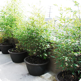 Bamboo for Pots & Containers – Bamboo Plants Online