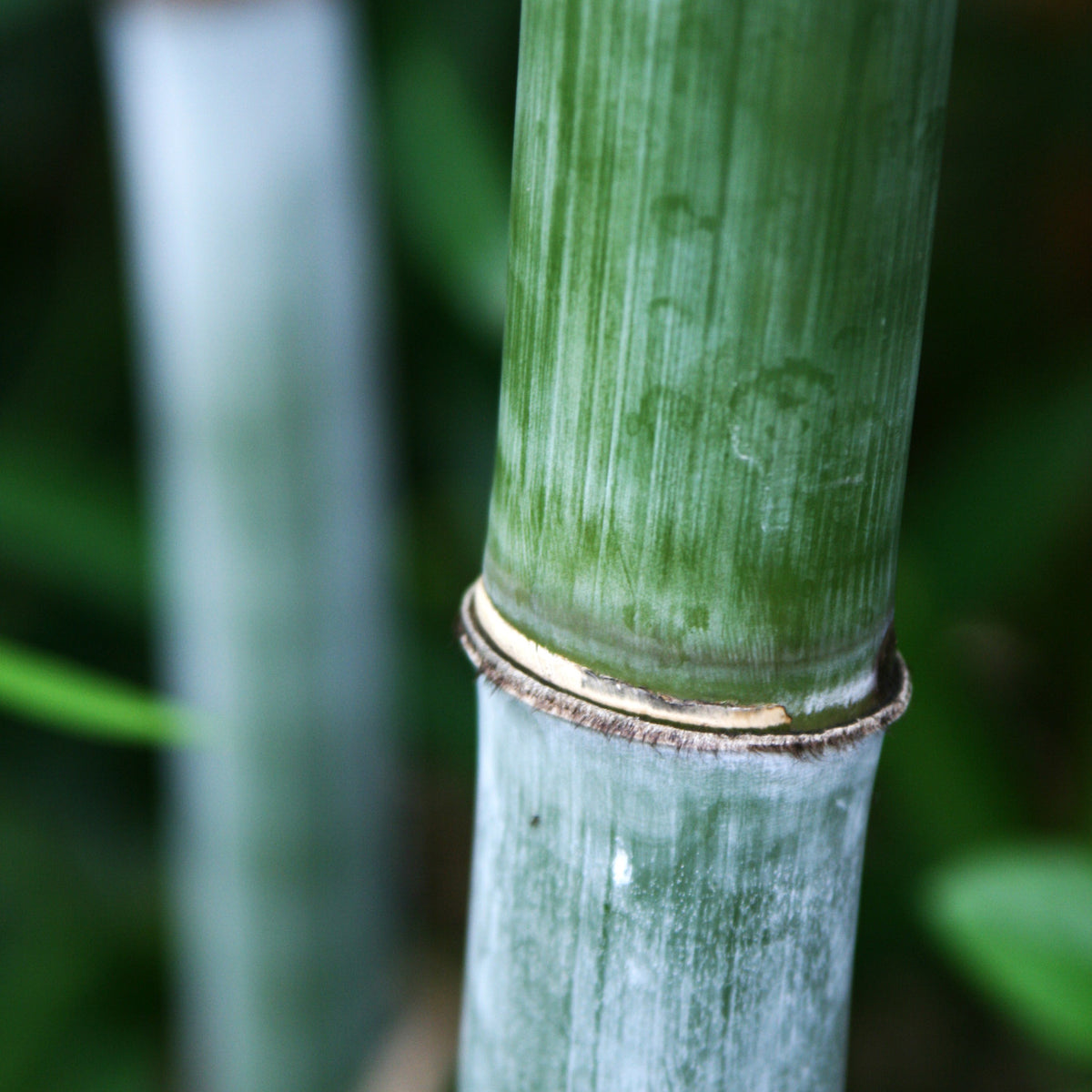 Blue Bamboo – Bamboo Plants Online
