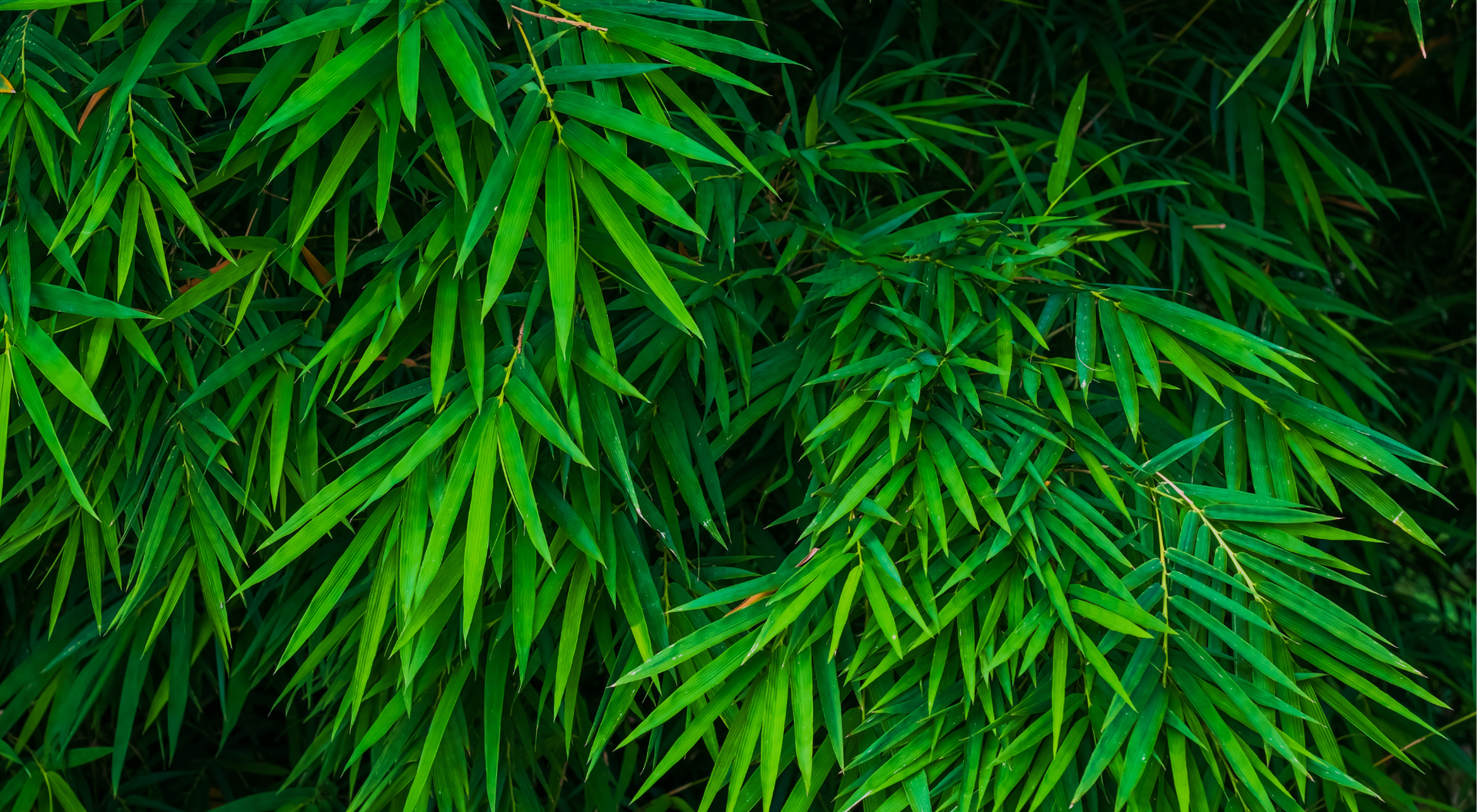 Clumping Bamboo Plants From $25 and Up Buy Florida Grower Direct ...