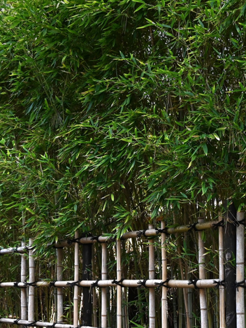 Clumping Bamboo Plants From $25 and Up Buy Florida Grower Direct ...