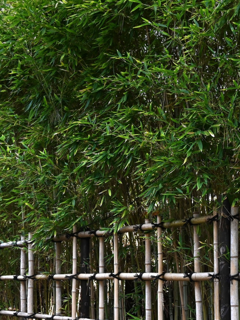 Clumping Bamboo Plants From $25 and Up Buy Florida Grower Direct ...