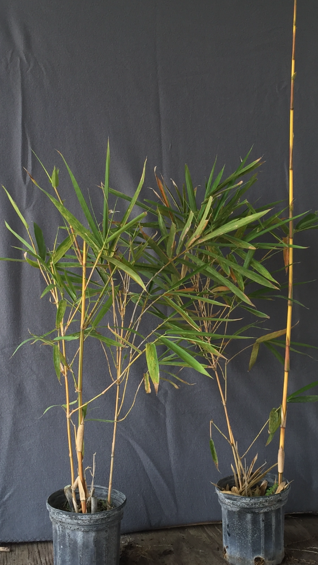 Golden Hawaiian Bamboo - Bambusa Vulgaris Vitatta – Bamboo Plants Online