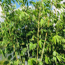 Angel Mist Bamboo - Dendrocalamus Minor Amoenus – Bamboo Plants Online