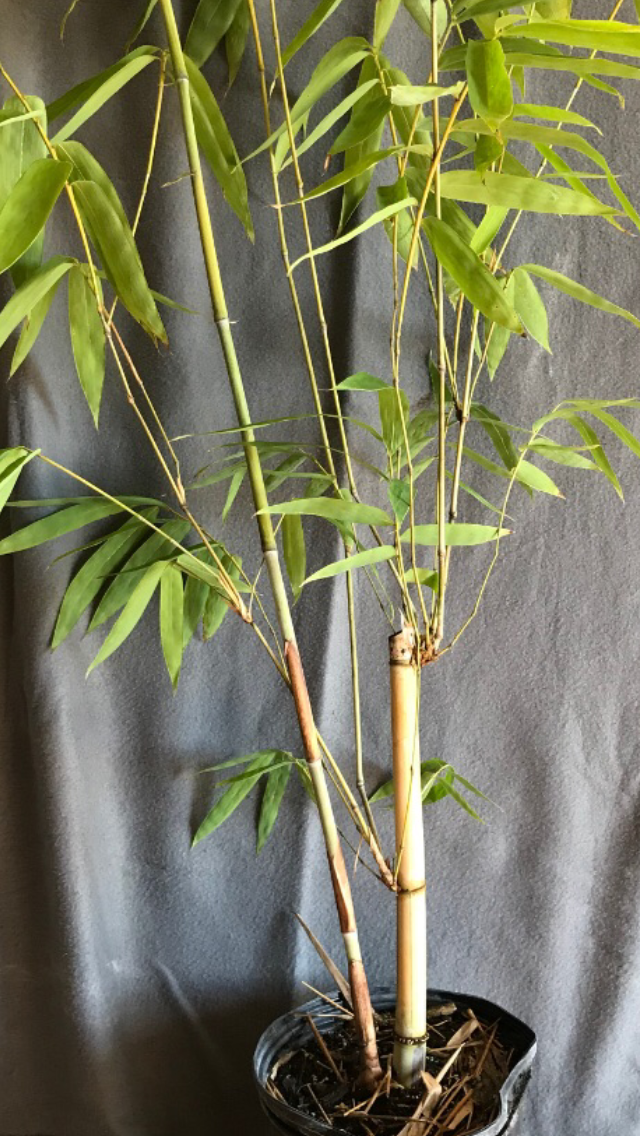 Angel Mist Bamboo - Dendrocalamus Minor Amoenus – Bamboo Plants Online