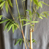 Angel Mist Bamboo - Dendrocalamus Minor Amoenus – Bamboo Plants Online
