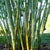 Angel Mist Bamboo - Dendrocalamus Minor Amoenus – Bamboo Plants Online