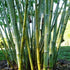 Angel Mist Bamboo - Dendrocalamus Minor Amoenus – Bamboo Plants Online
