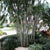 Angel Mist Bamboo - Dendrocalamus Minor Amoenus – Bamboo Plants Online