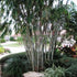 Angel Mist Bamboo - Dendrocalamus Minor Amoenus – Bamboo Plants Online