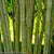 Angel Mist Bamboo - Dendrocalamus Minor Amoenus – Bamboo Plants Online