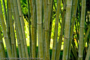 Angel Mist Bamboo - Dendrocalamus Minor Amoenus – Bamboo Plants Online