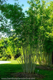 Angel Mist Bamboo - Dendrocalamus Minor Amoenus – Bamboo Plants Online