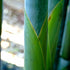 Angel Mist Bamboo - Dendrocalamus Minor Amoenus – Bamboo Plants Online