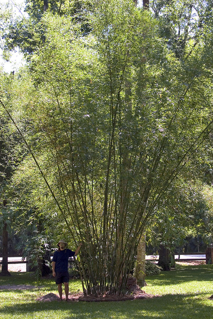 Seabreeze Bamboo - Bambusa Malingensis – Bamboo Plants Online