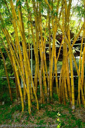 Golden Hawaiian Bamboo - Bambusa Vulgaris Vitatta – Bamboo Plants Online