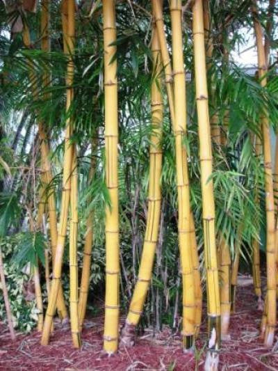 Golden Hawaiian Bamboo - Bambusa Vulgaris Vitatta – Bamboo Plants Online