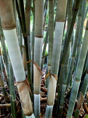 Tropical Blue Bamboo - Bambusa Chungii – Bamboo Plants Online