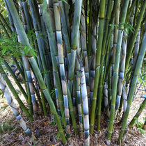 Tropical Blue Bamboo - Bambusa Chungii – Bamboo Plants Online
