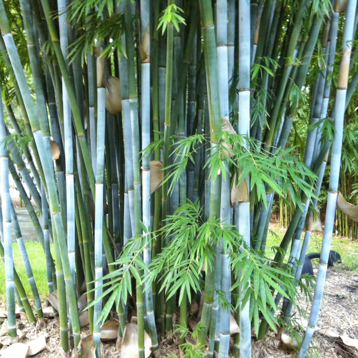 Tropical Blue Bamboo - Bambusa Chungii – Bamboo Plants Online