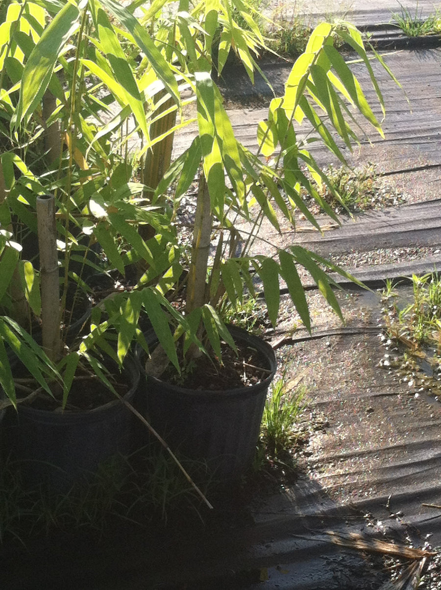 Angel Mist Bamboo - Dendrocalamus Minor Amoenus – Bamboo Plants Online