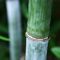 Tropical Blue Bamboo - Bambusa Chungii – Bamboo Plants Online
