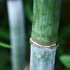 Tropical Blue Bamboo - Bambusa Chungii – Bamboo Plants Online