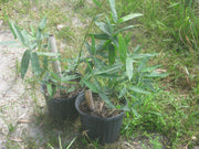 Angel Mist Bamboo - Dendrocalamus Minor Amoenus – Bamboo Plants Online