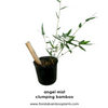 Angel Mist Bamboo - Dendrocalamus Minor Amoenus – Bamboo Plants Online