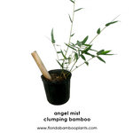 Angel Mist Bamboo - Dendrocalamus Minor Amoenus – Bamboo Plants Online