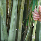 Angel Mist Bamboo - Dendrocalamus Minor Amoenus – Bamboo Plants Online