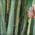 Angel Mist Bamboo - Dendrocalamus Minor Amoenus – Bamboo Plants Online