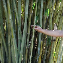 Angel Mist Bamboo - Dendrocalamus Minor Amoenus – Bamboo Plants Online