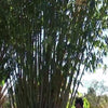 Angel Mist Bamboo - Dendrocalamus Minor Amoenus – Bamboo Plants Online