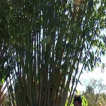 Angel Mist Bamboo - Dendrocalamus Minor Amoenus – Bamboo Plants Online