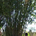 Angel Mist Bamboo - Dendrocalamus Minor Amoenus – Bamboo Plants Online