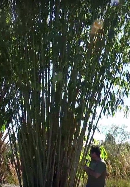 Angel Mist Bamboo - Dendrocalamus Minor Amoenus – Bamboo Plants Online