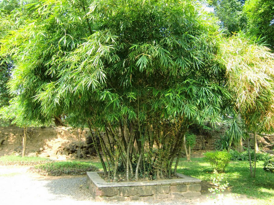 Non-Invasive Clumping Bamboo – Bamboo Plants Online