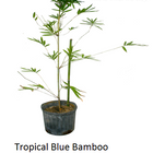 Tropical Blue Bamboo - Bambusa Chungii – Bamboo Plants Online