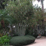 Angel Mist Bamboo - Dendrocalamus Minor Amoenus – Bamboo Plants Online