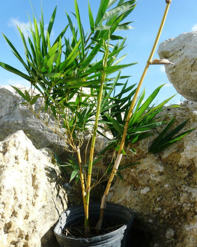 Golden Hawaiian Bamboo - Bambusa Vulgaris Vitatta – Bamboo Plants Online