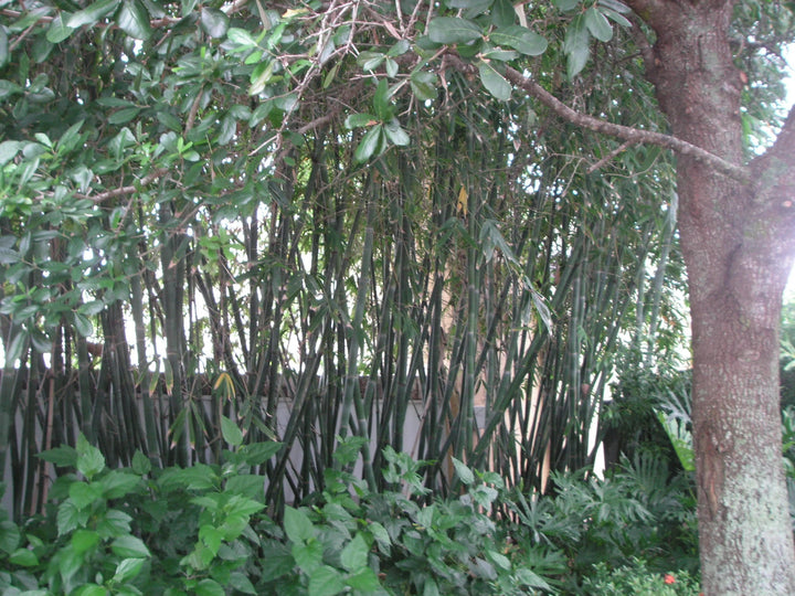 Seabreeze Bamboo - Bambusa Malingensis – Bamboo Plants Online