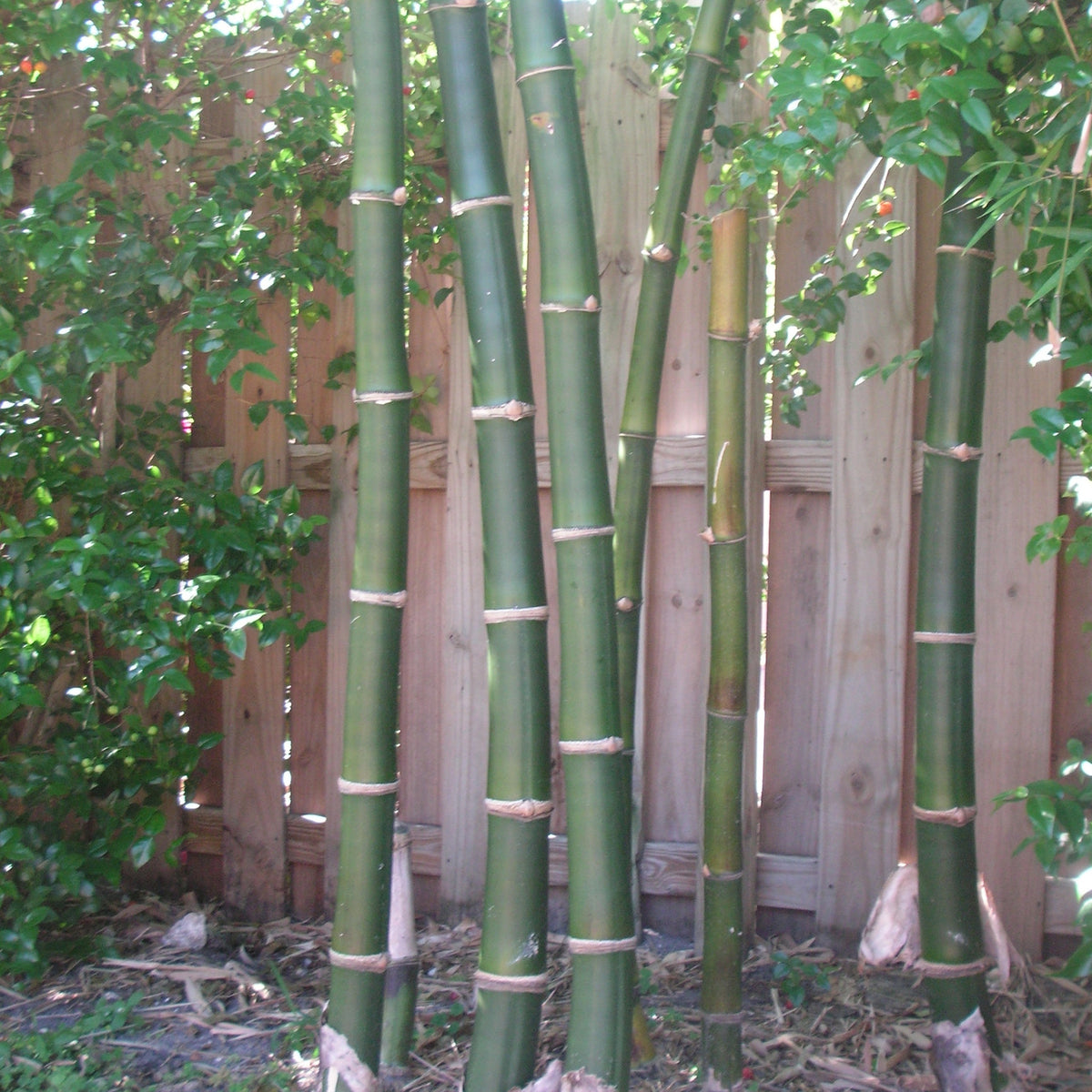 Vulgaris Tropical Timber Clumping Bamboo | Bambusa Vulgaris – Bamboo ...